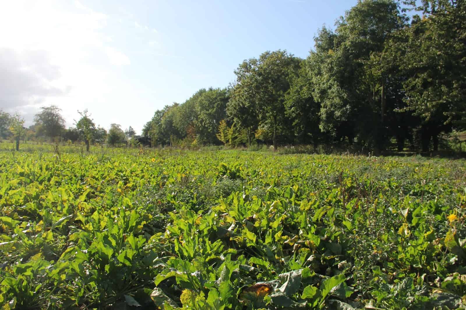 La fABrique à sucre, une valorisation innovante et locale des ...