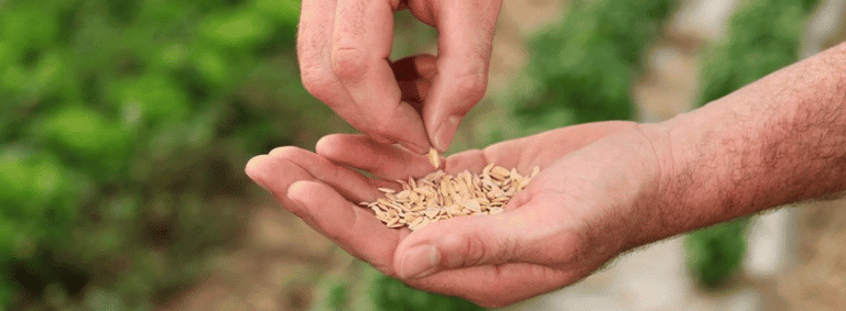 AGROSEMENS : 22 ans d’engagement pour les semences paysannes 100% Bio ...