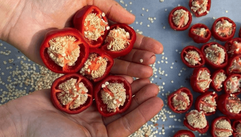 AGROSEMENS : 22 ans d’engagement pour les semences paysannes 100% Bio ...